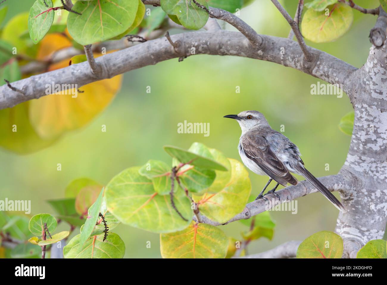 Tropical mockingbird Mimus gilvus, adult perched in tree, Captain Don's ...