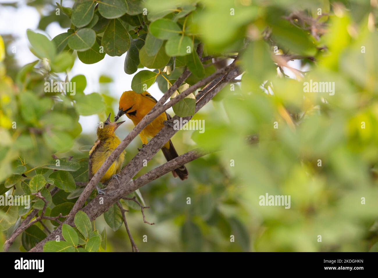 Yellow oriole Icterus nigrogularis, adult provisioning chick, Captain ...