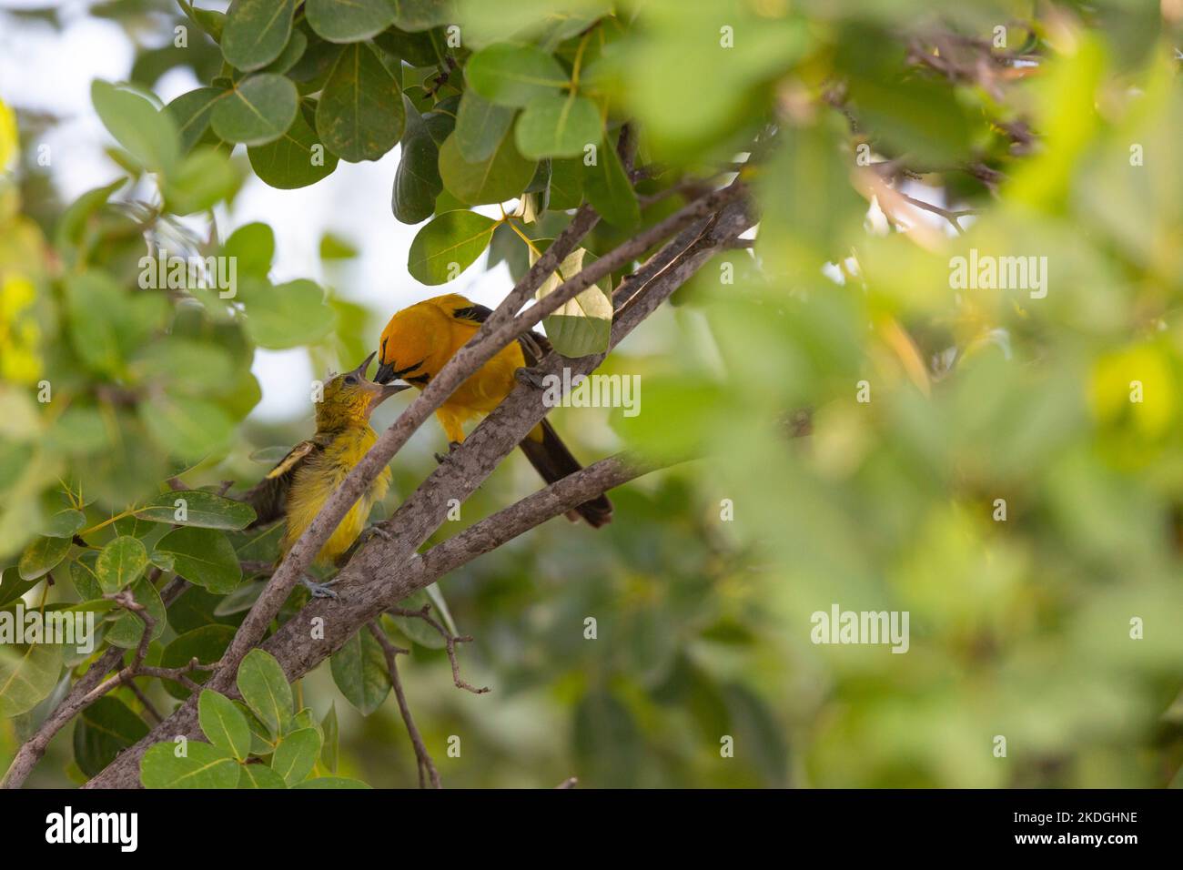 Yellow oriole Icterus nigrogularis, adult provisioning chick, Captain ...