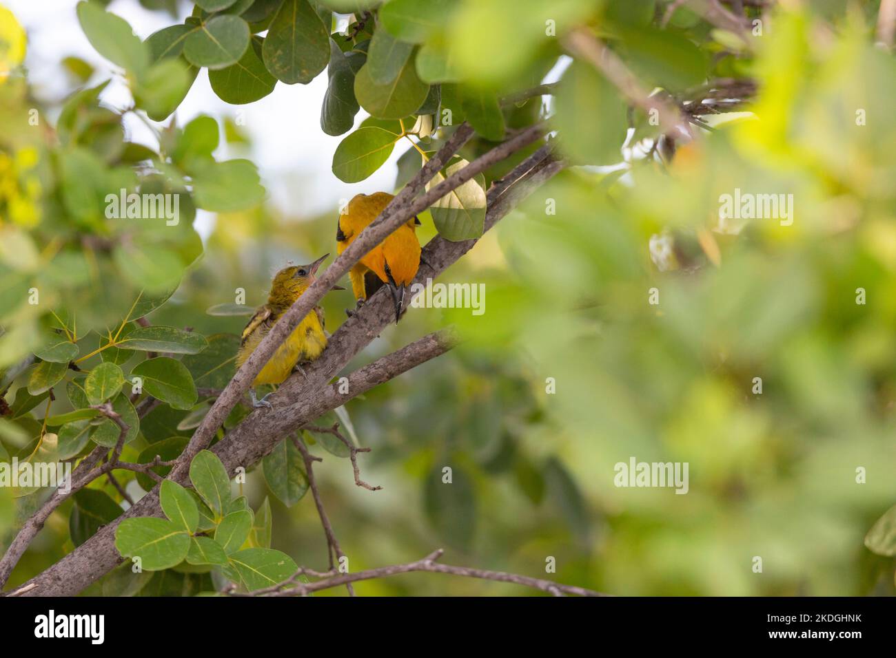 Yellow oriole Icterus nigrogularis, adult provisioning chick, Captain ...