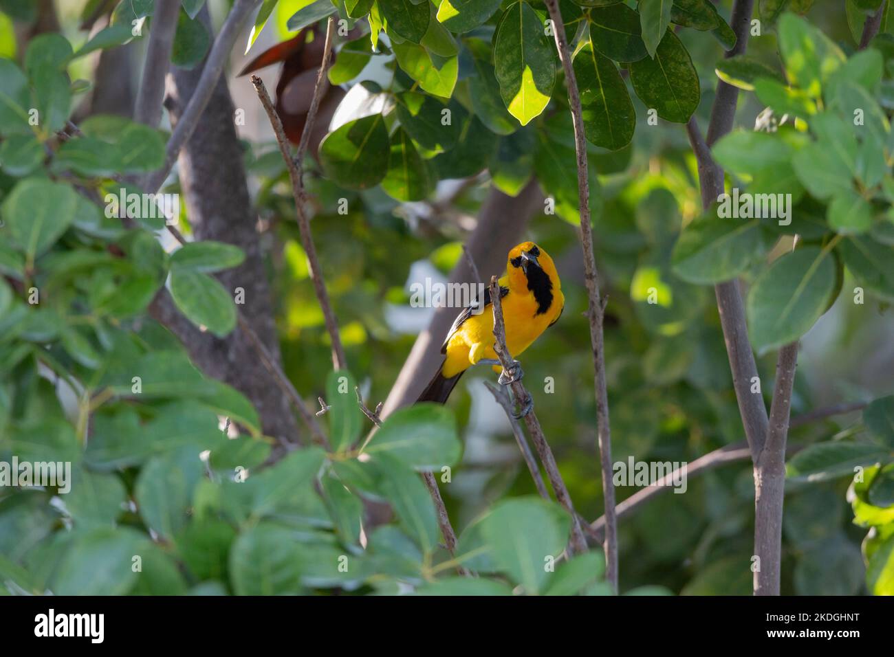 Yellow oriole Icterus nigrogularis, adult perched in tree, Captain Don ...