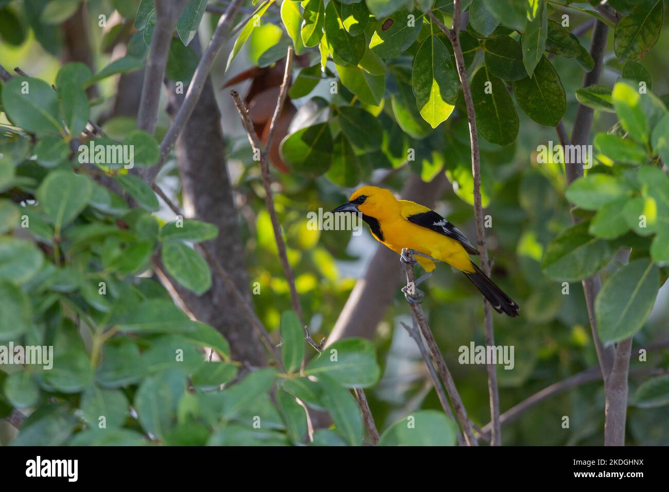 Yellow oriole Icterus nigrogularis, adult perched in tree, Captain Don ...