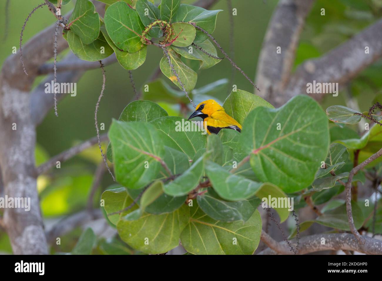 Yellow oriole Icterus nigrogularis, adult perched in tree, Captain Don ...