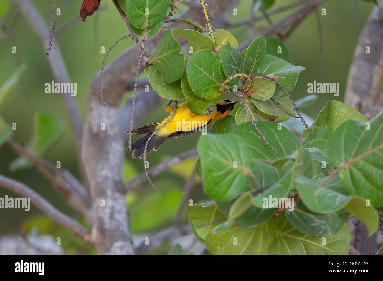Yellow oriole Icterus nigrogularis, adult perched in tree, Captain Don ...
