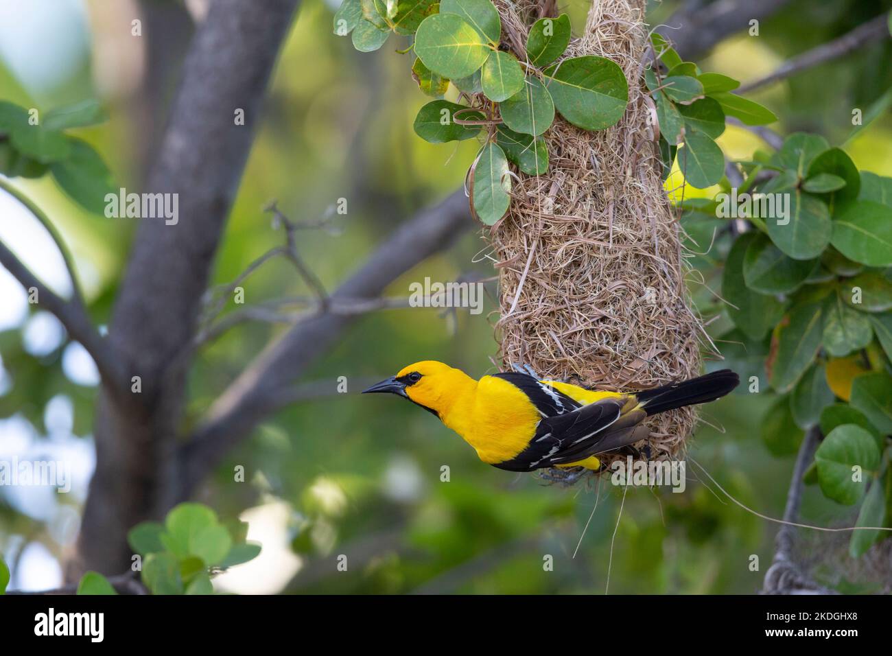 Yellow oriole Icterus nigrogularis, adult attending nest site, Captain ...