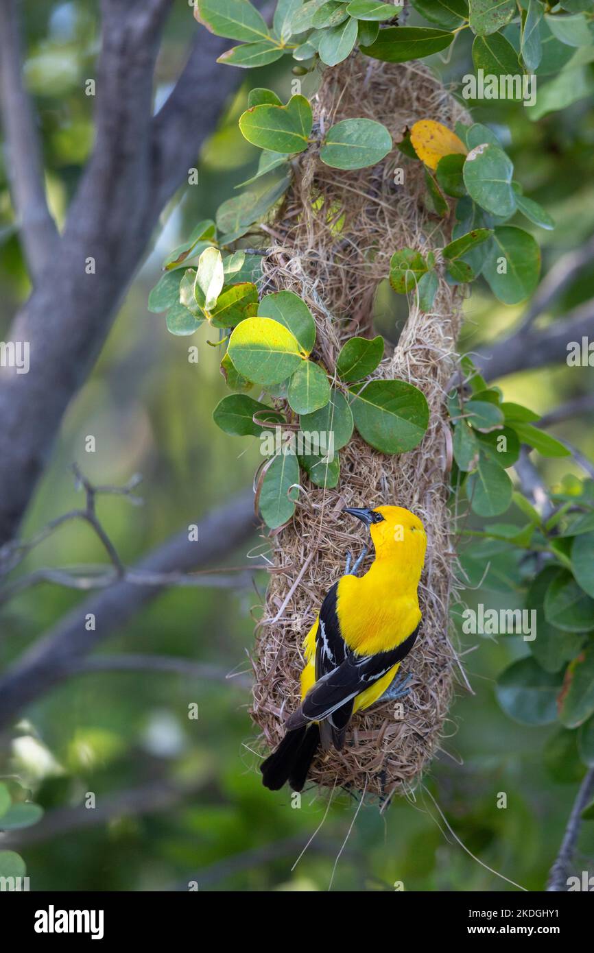 Yellow oriole Icterus nigrogularis, adult attending nest site, Captain ...