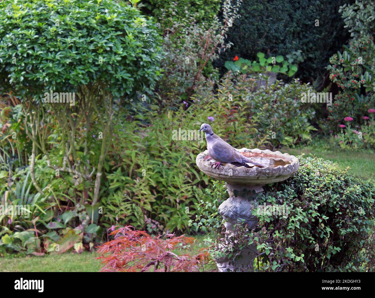 Eurasian collared dove resting on a birdbath in an English country ...