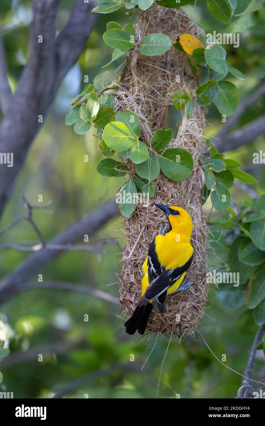 Yellow oriole Icterus nigrogularis, adult attending nest site, Captain ...