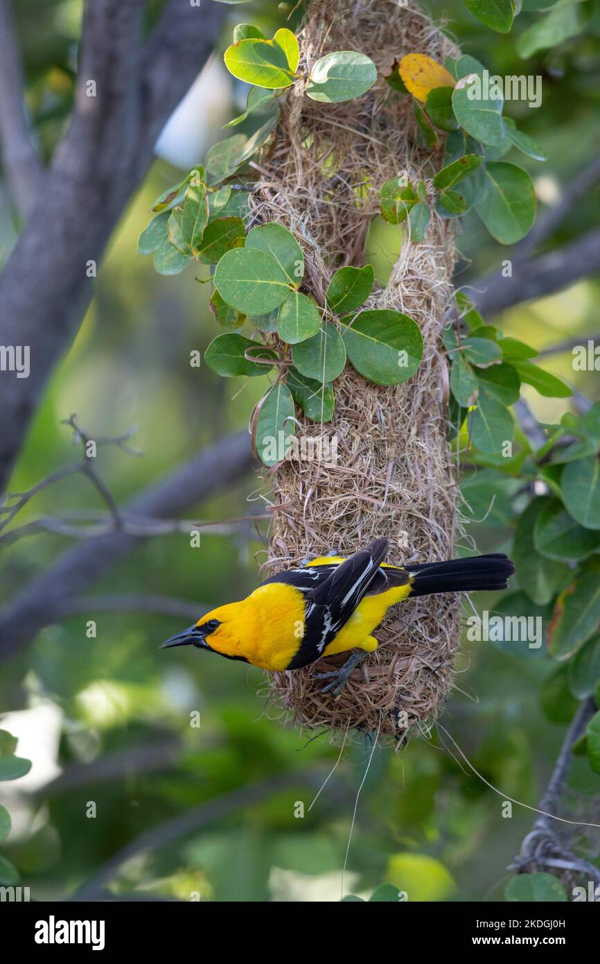 Yellow oriole Icterus nigrogularis, adult attending nest site, Captain ...