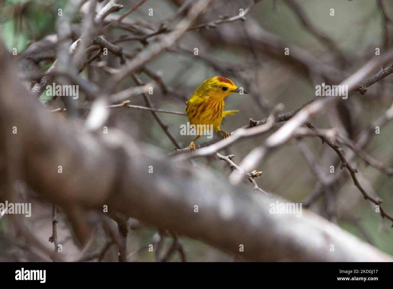 Yellow warbler Setophaga petechia rufopileata, male perched in ...