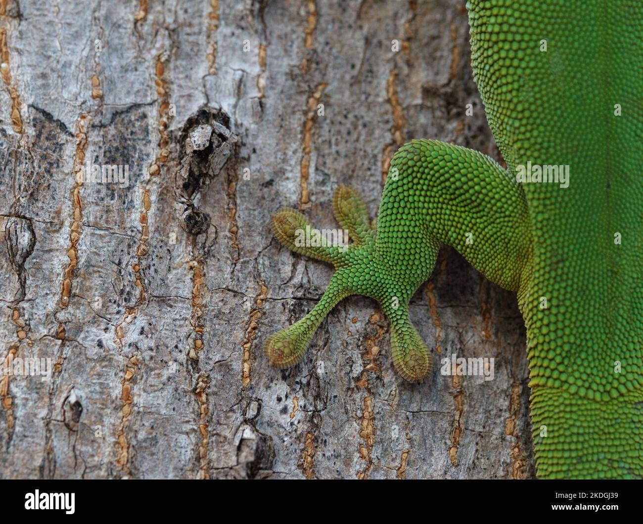 Gecko foot, Madagascar Stock Photo - Alamy
