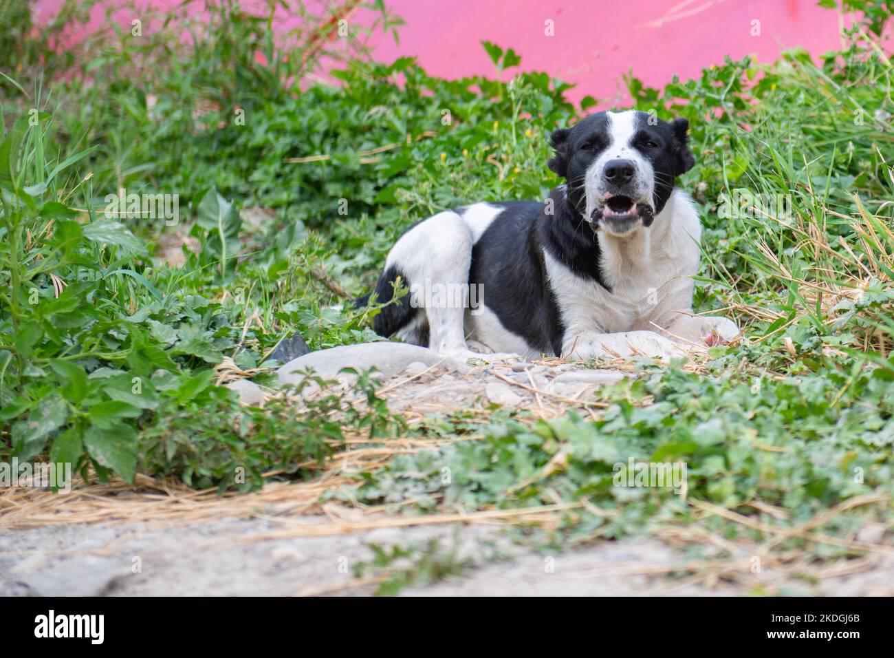 angry alabai black and white lying on the grass Stock Photo - Alamy