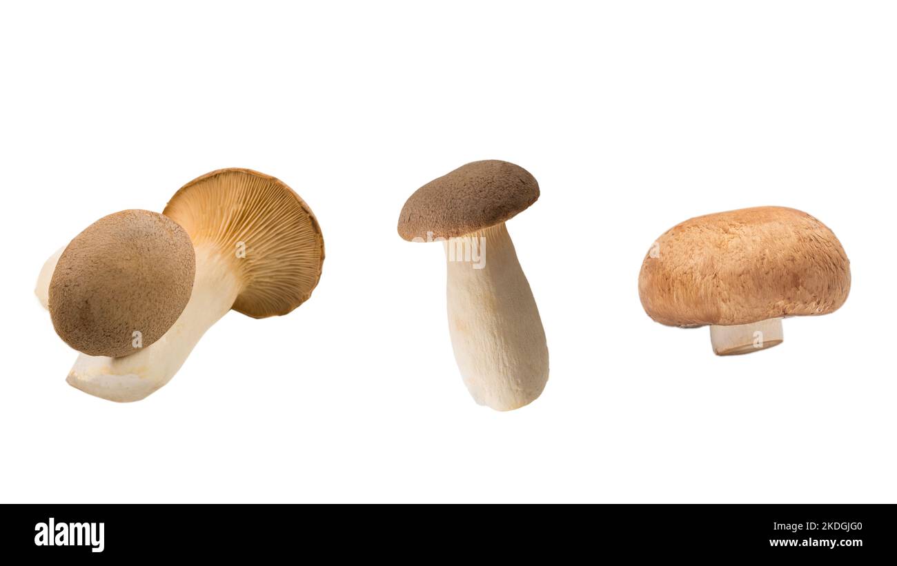 Fresh eringi mushrooms isolated on white background Stock Photo - Alamy