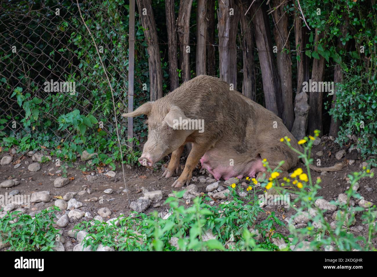 one dirty pig is sitting under a tree Stock Photo - Alamy