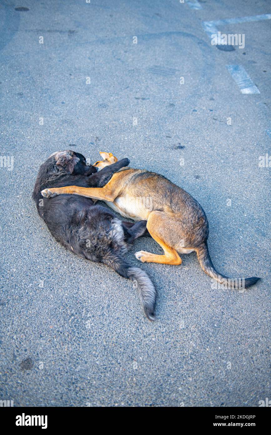 Closeup two dogs playing hi-res stock photography and images - Alamy