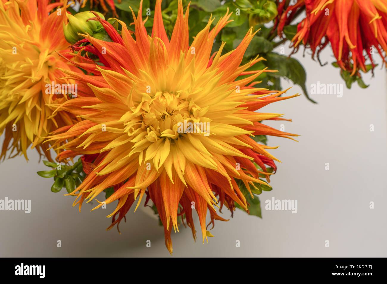Bright orange autumn flowers as a background Stock Photo - Alamy