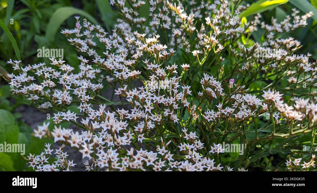 Little flowers of German statice or Tatarian sea-lavender or Tartarian ...