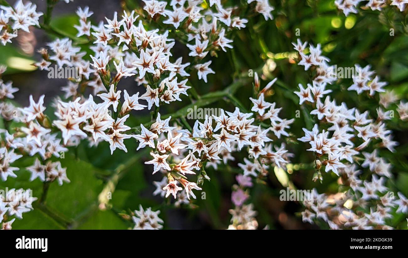 Tatar ian sea lavender hi-res stock photography and images - Alamy