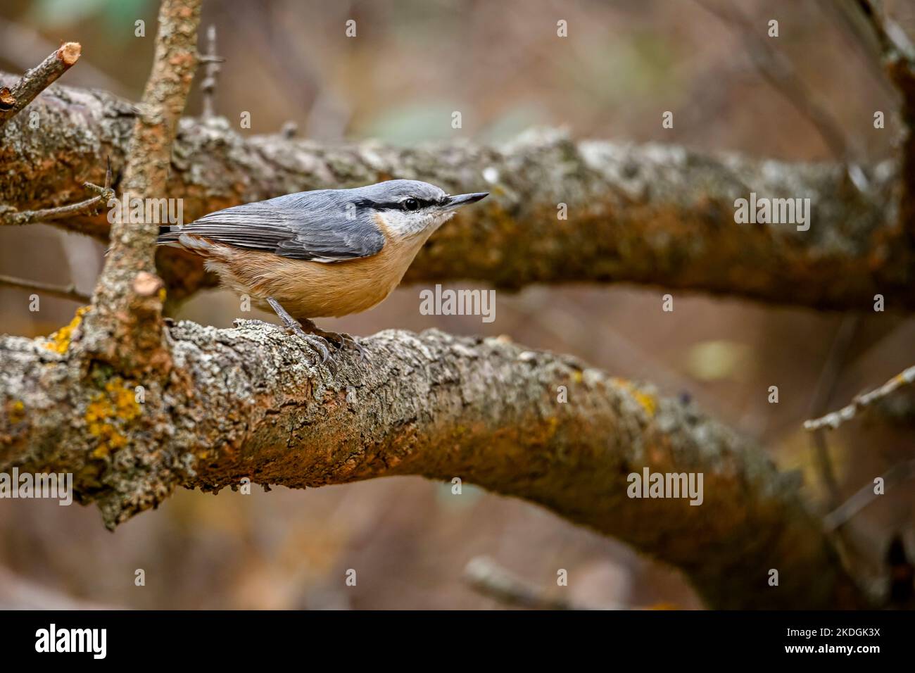 Sitta europaea - The nuthatch is a species of passerine bird in the ...