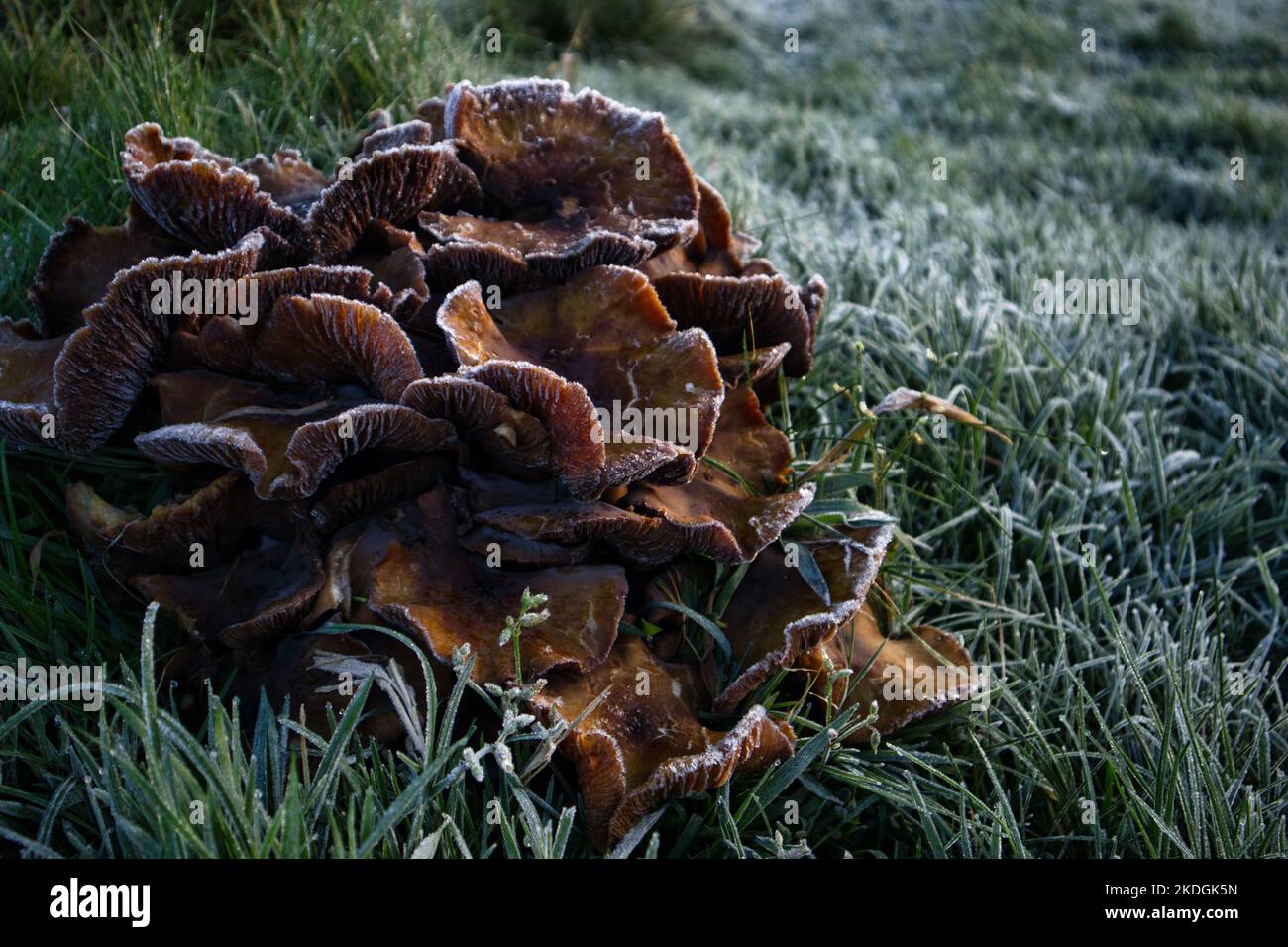 Fungus allergy hi-res stock photography and images - Alamy