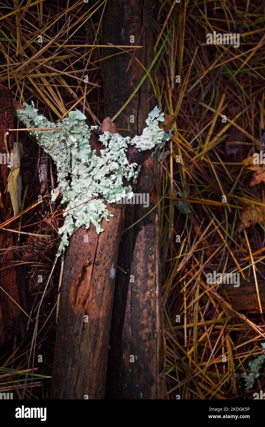 Forest macro of a fungus on a pine tree branch Stock Photo - Alamy