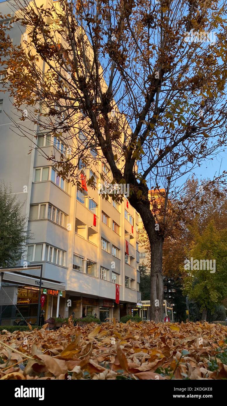 The city in autumn, the fallen leaves, the building decorated with ...