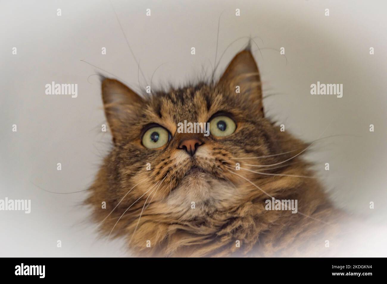Tabby brown gray cat with beautiful green eyes and white hairy chin ...