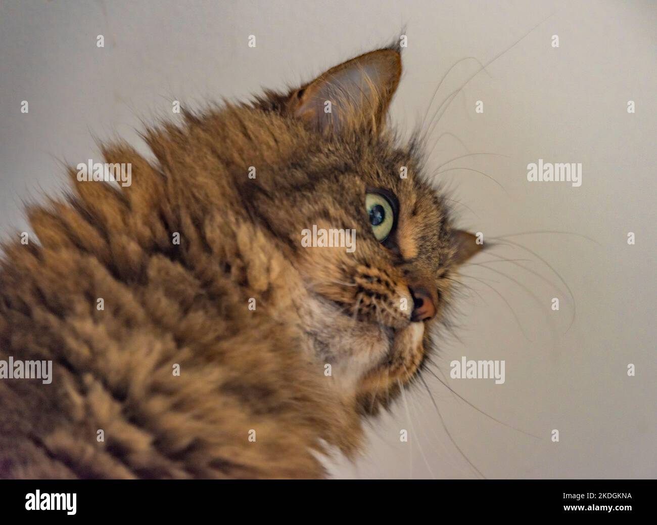 Tabby brown gray cat with beautiful green eyes and white hairy chin ...