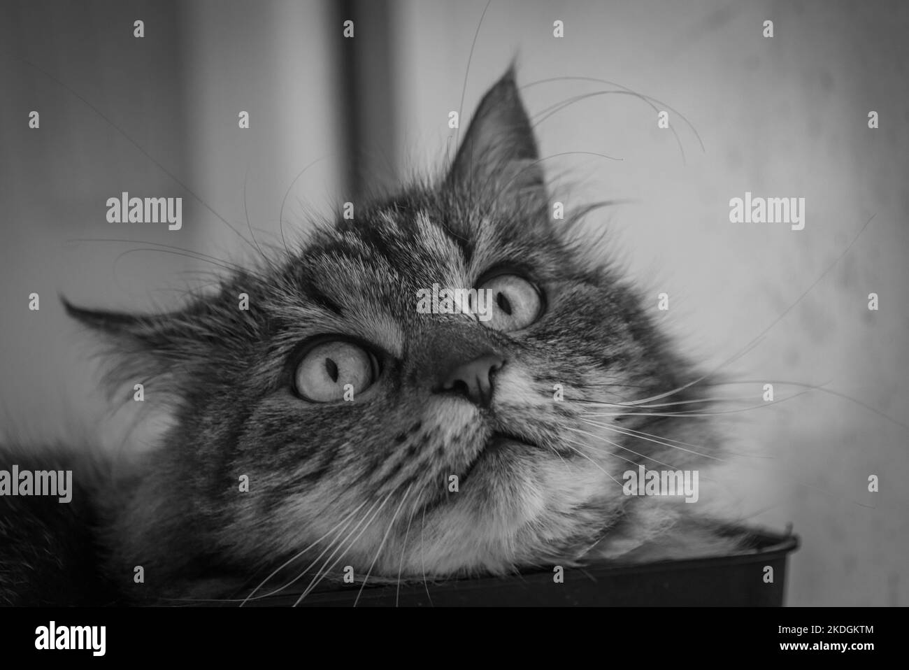 Tabby brown gray cat with beautiful green eyes and white hairy chin ...