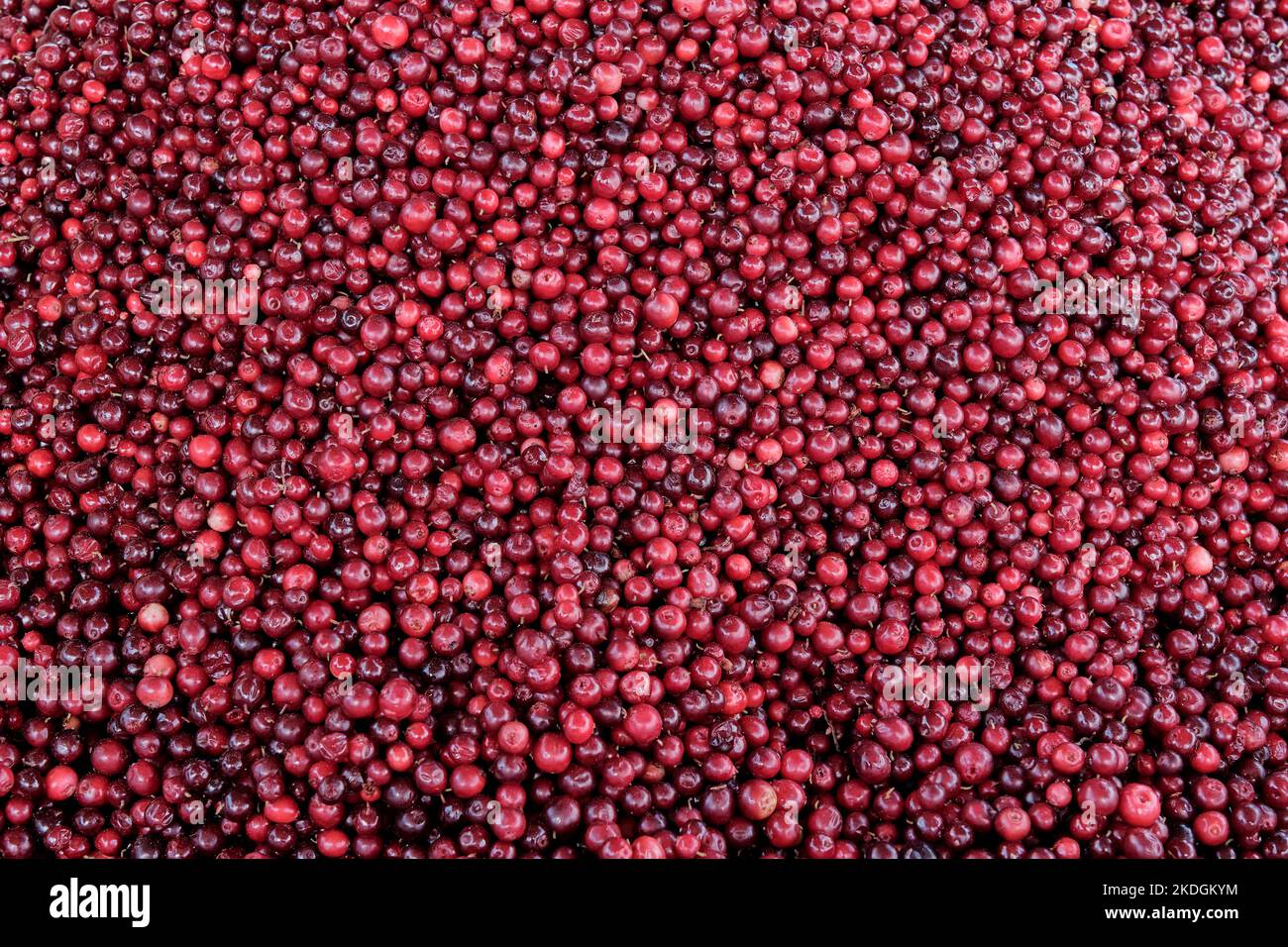 Ripe fresh red-burgundy berries of wild lingonberries Stock Photo - Alamy
