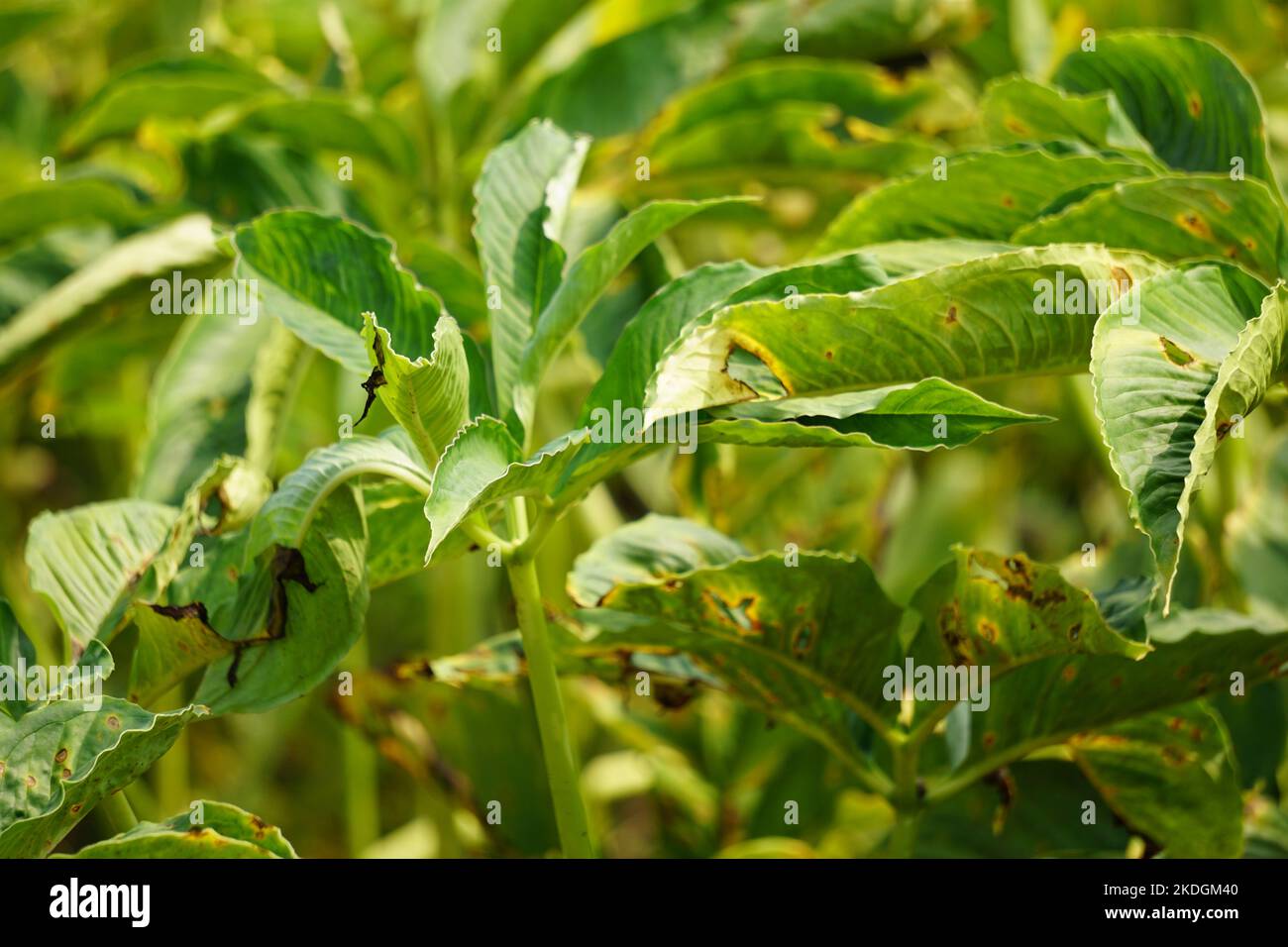 Amorphophallus oncophyllus (Also Amorphophallus, Iles-iles, Porang ...
