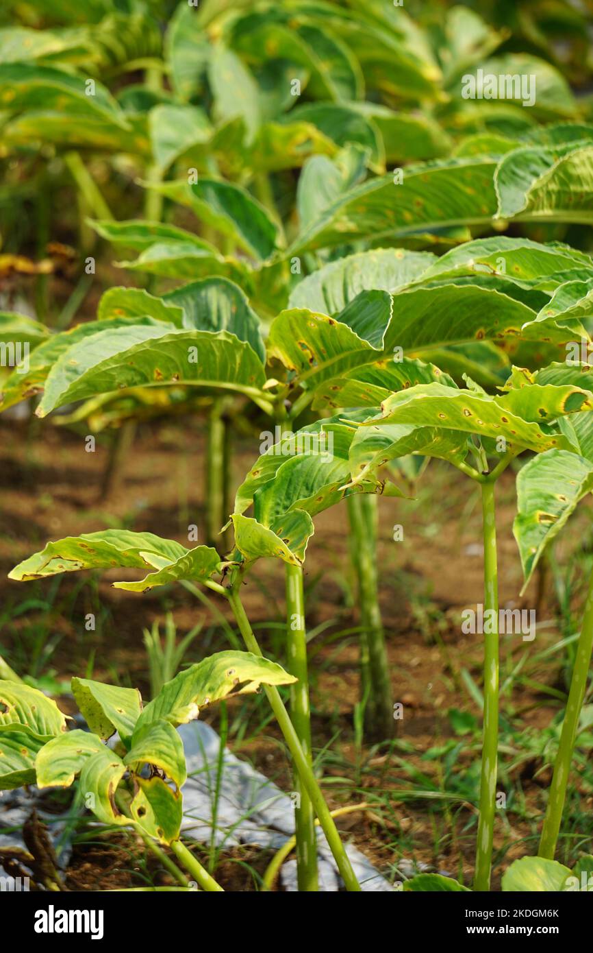 Amorphophallus oncophyllus (Also Amorphophallus, Iles-iles, Porang ...