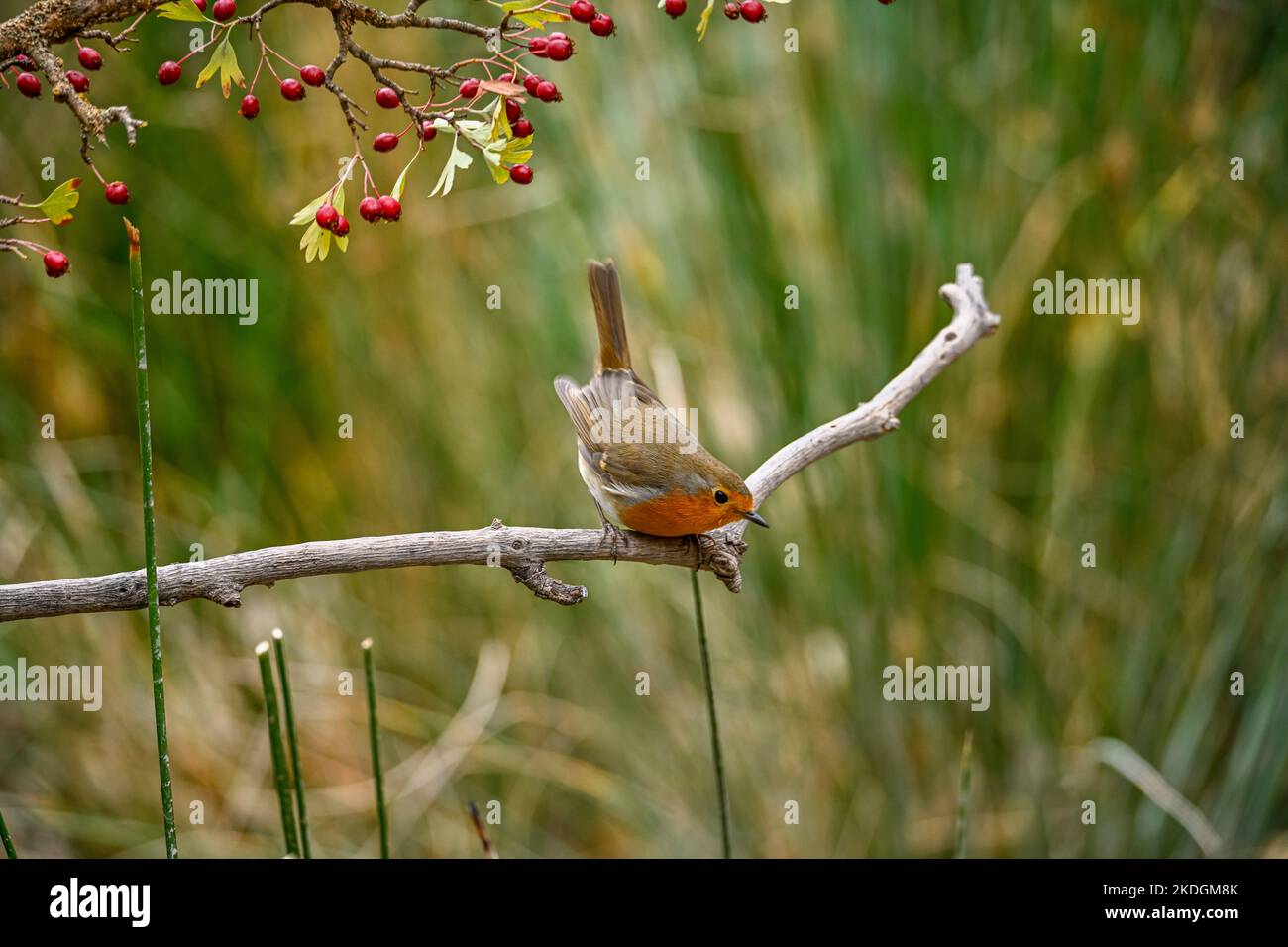 Little robin perched on a dry twig Stock Photo - Alamy