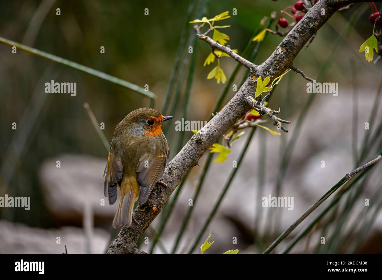 Little robin perched on a dry twig Stock Photo - Alamy