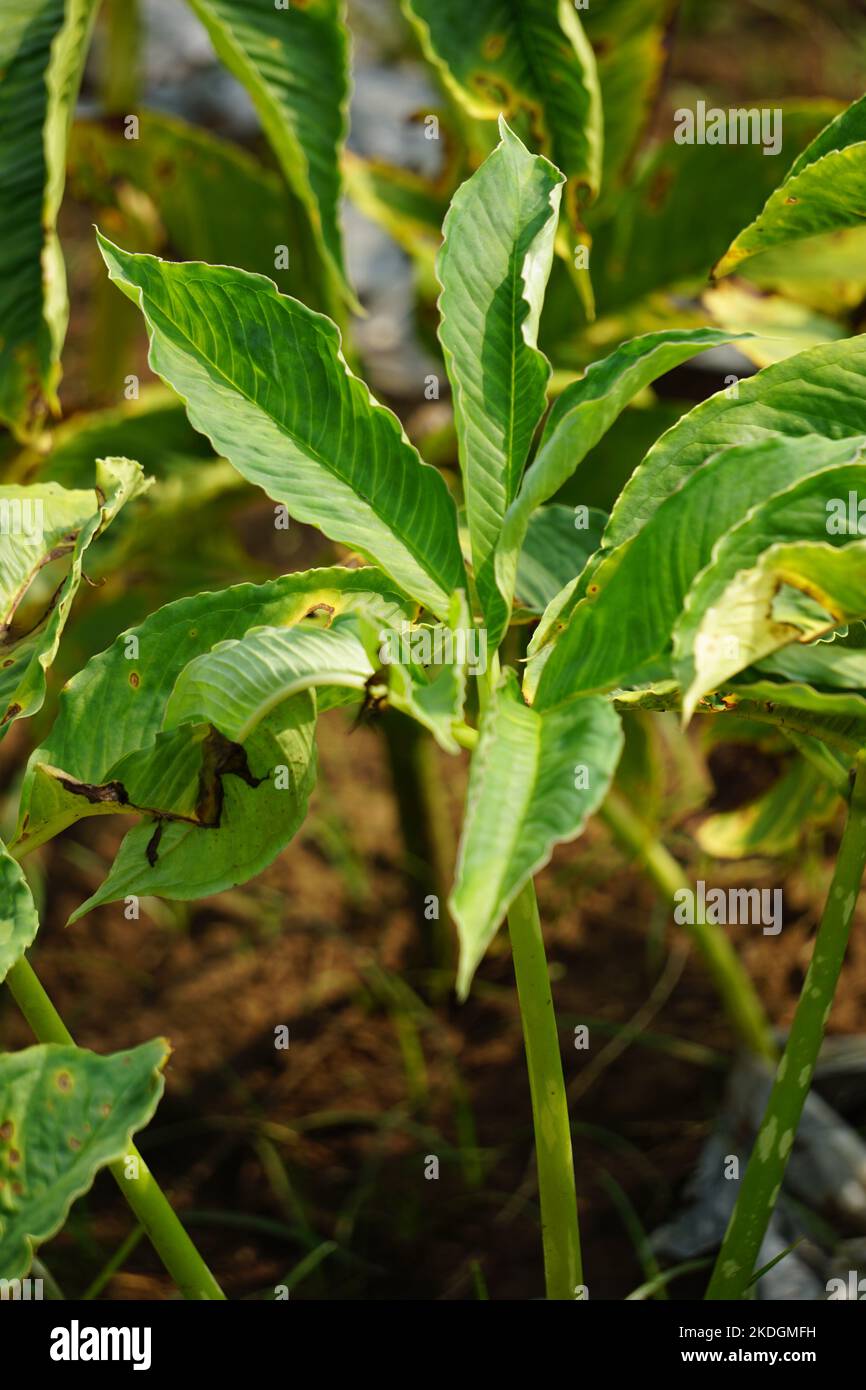 Amorphophallus burmanicus hi-res stock photography and images - Alamy