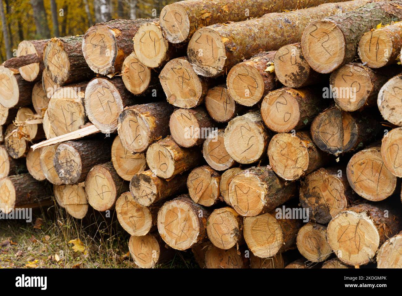 Numbered log trunks stacked in the forest. Logging Stock Photo - Alamy