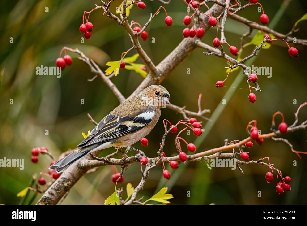 Fringilla coelebs or common finch, is a species of passerine bird in ...
