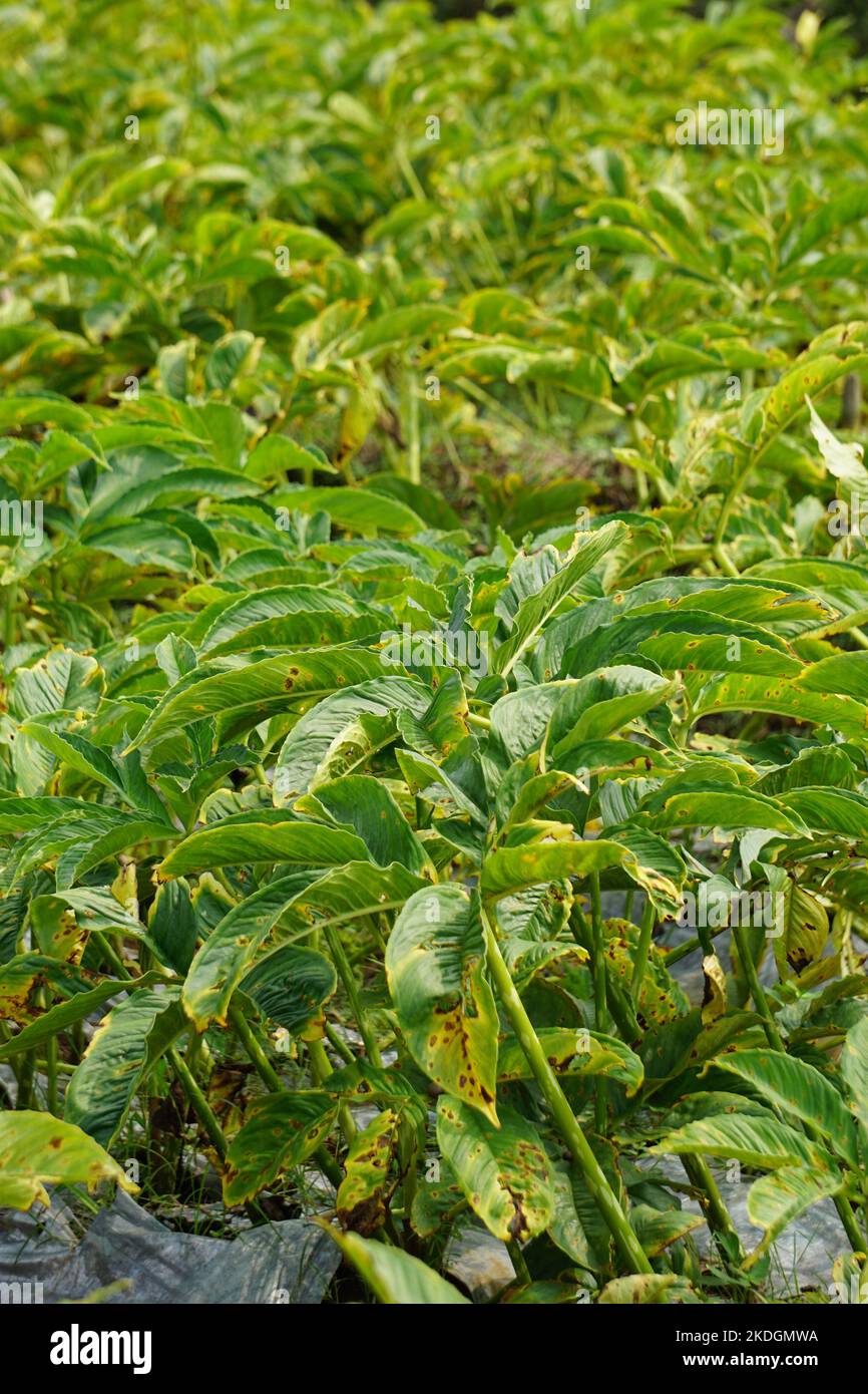 Amorphophallus oncophyllus (Also Amorphophallus, Iles-iles, Porang ...
