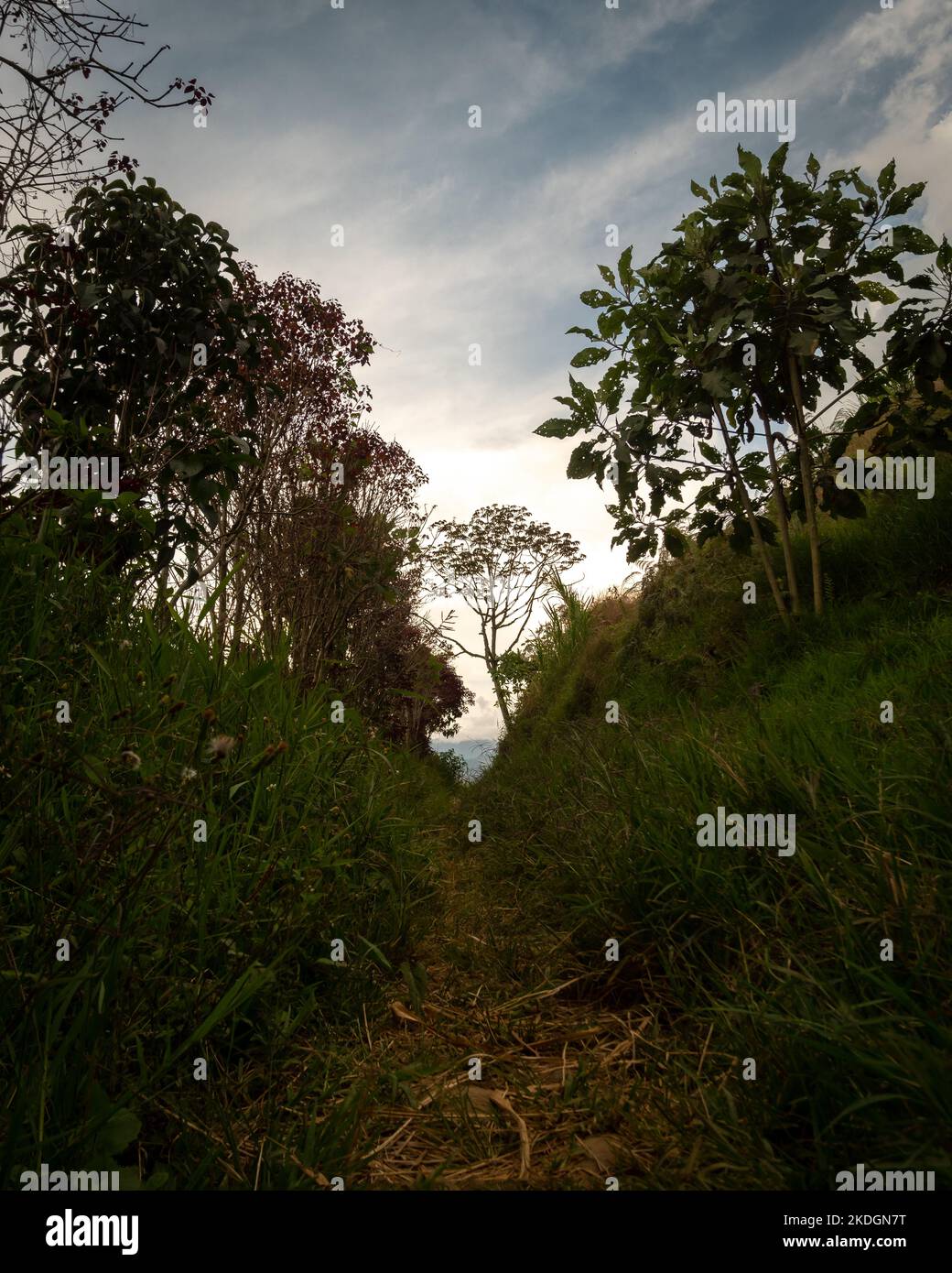 Pathway in the Subtropical Jungle with Grass and Trees Stock Photo - Alamy