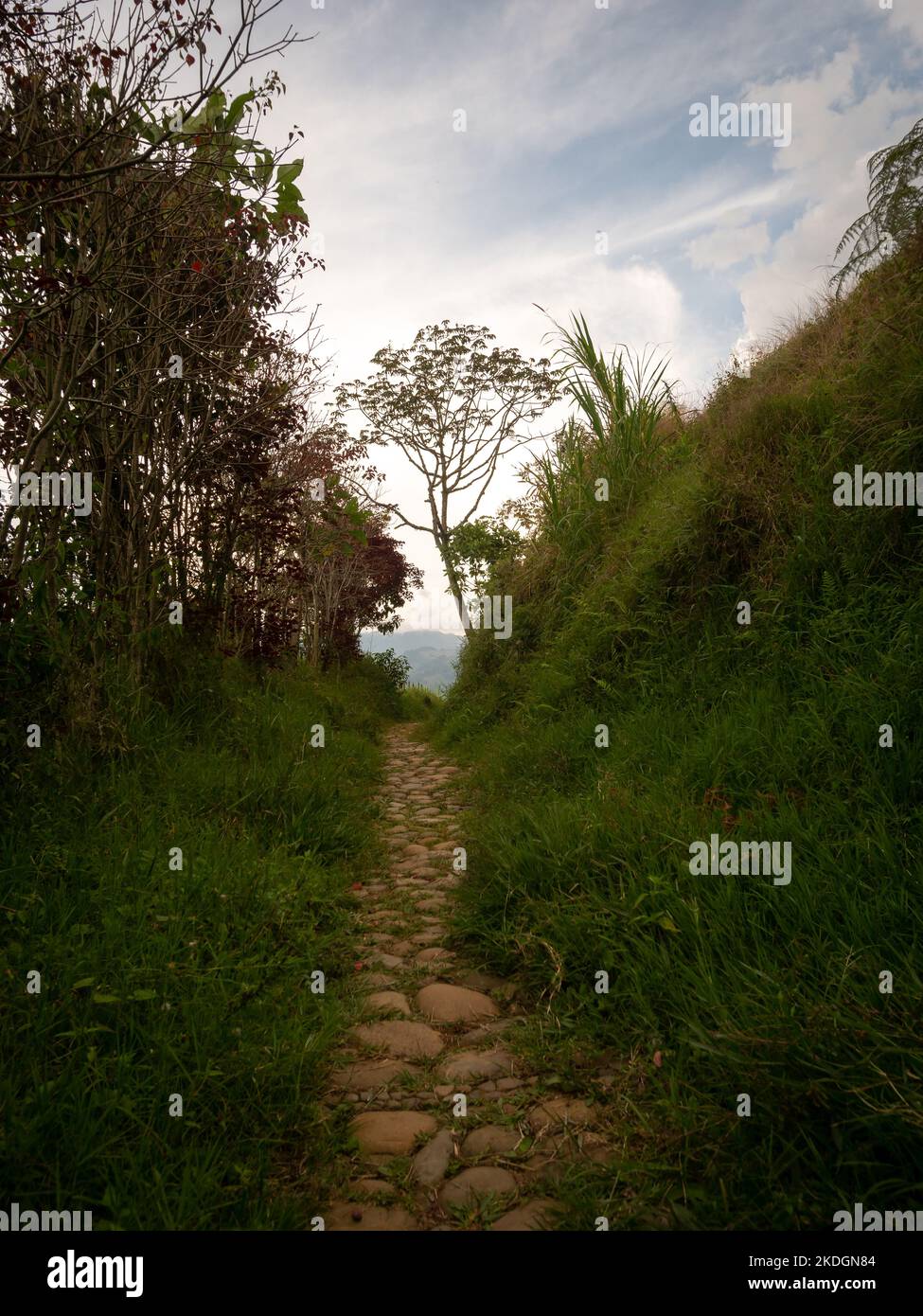 Pathway in the Subtropical Jungle with Rocks, Grass and Trees Stock ...