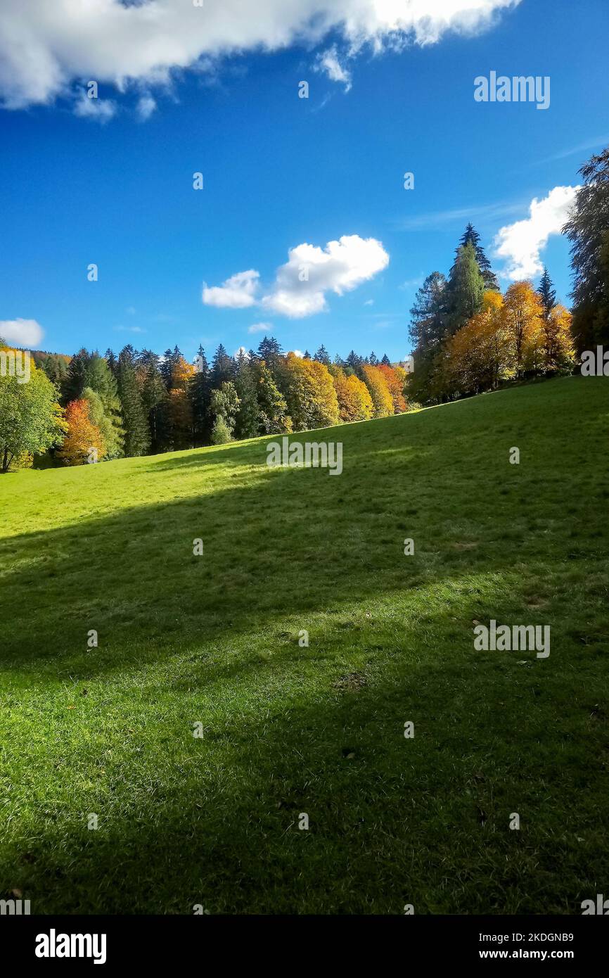 Sunny autumn landscape with meadow, colorful trees and blue sky with ...