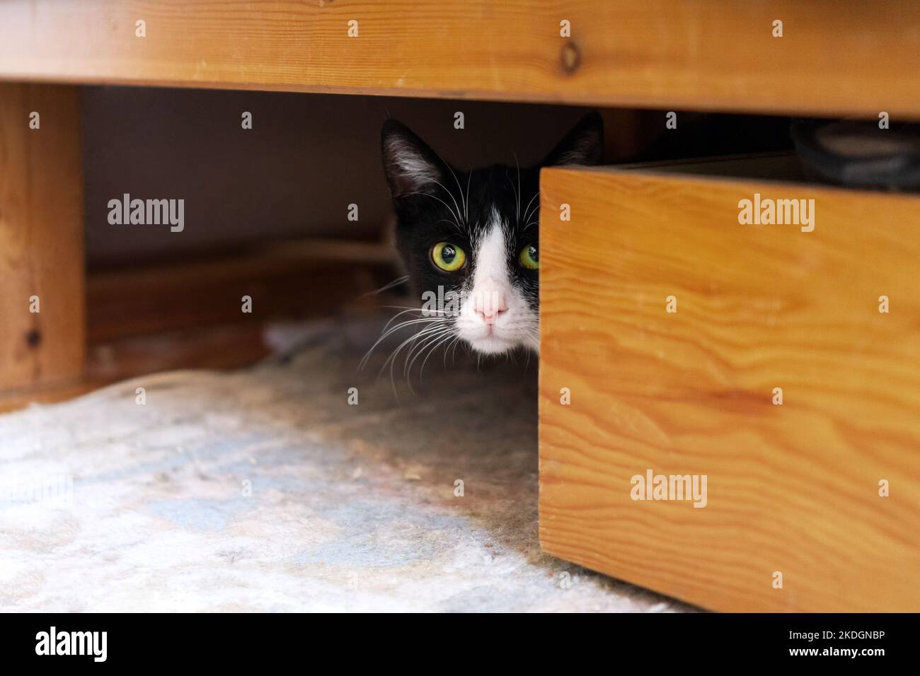 Shy black-white cat hiding under a bed Stock Photo - Alamy