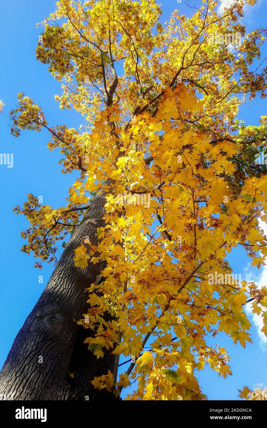 Golden maple tree hi-res stock photography and images - Alamy