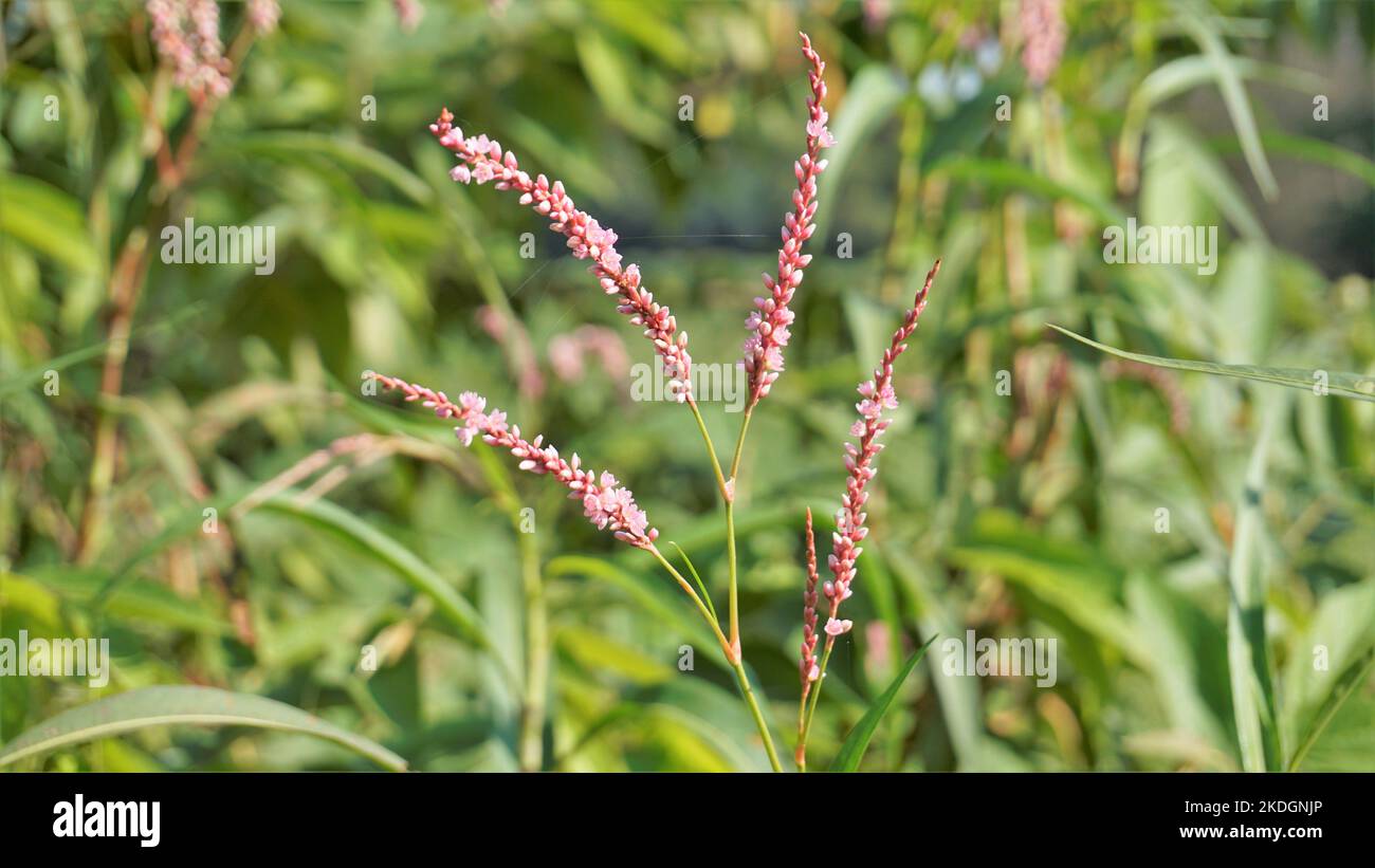 Closeup of pink flowers of Persicaria hydropiper, Polygonum hydropiper ...