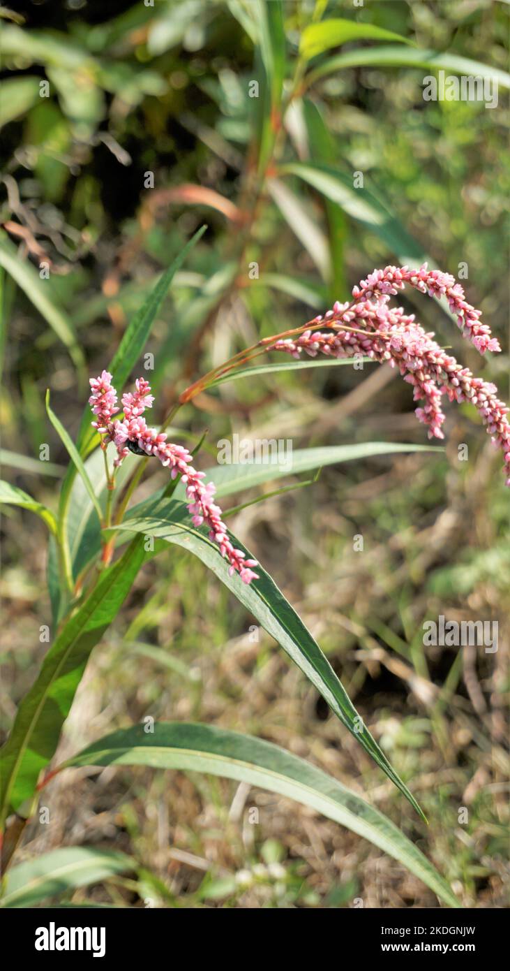 Closeup of pink flowers of Persicaria hydropiper, Polygonum hydropiper ...