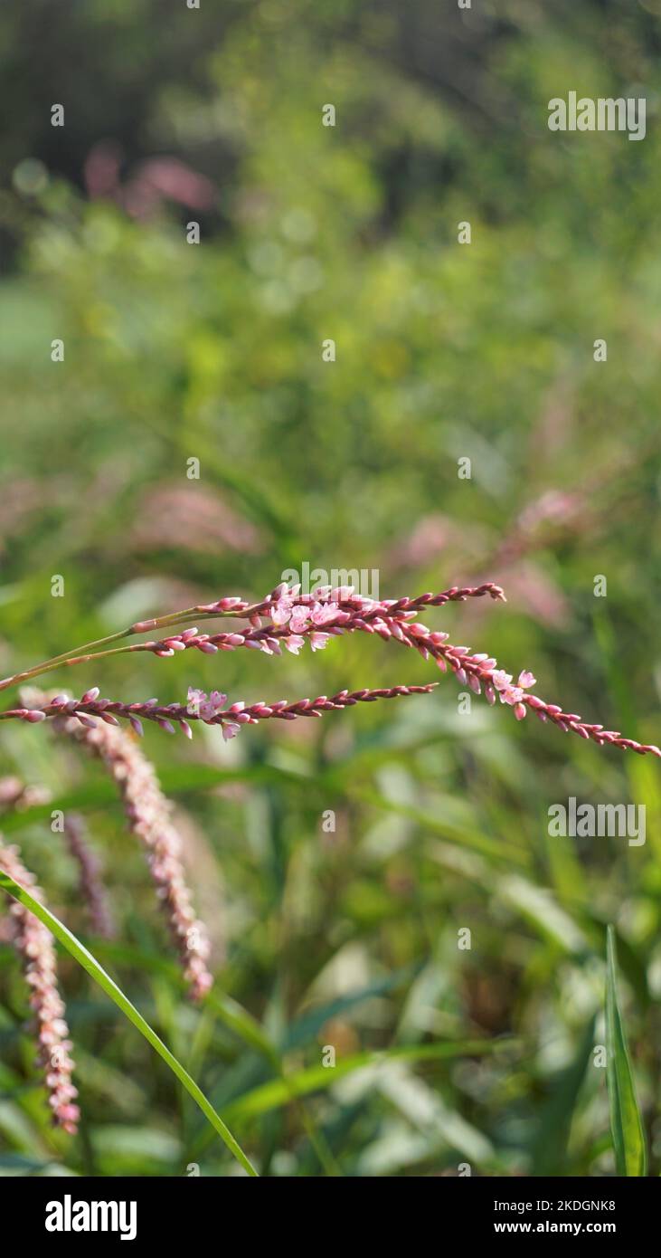 Closeup of pink flowers of Persicaria hydropiper, Polygonum hydropiper ...