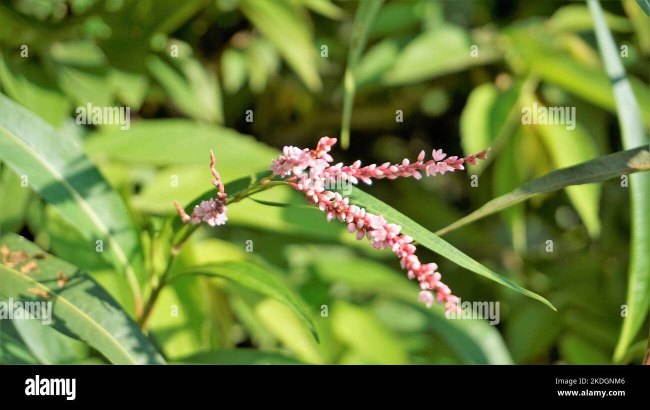 Closeup of pink flowers of Persicaria hydropiper, Polygonum hydropiper ...
