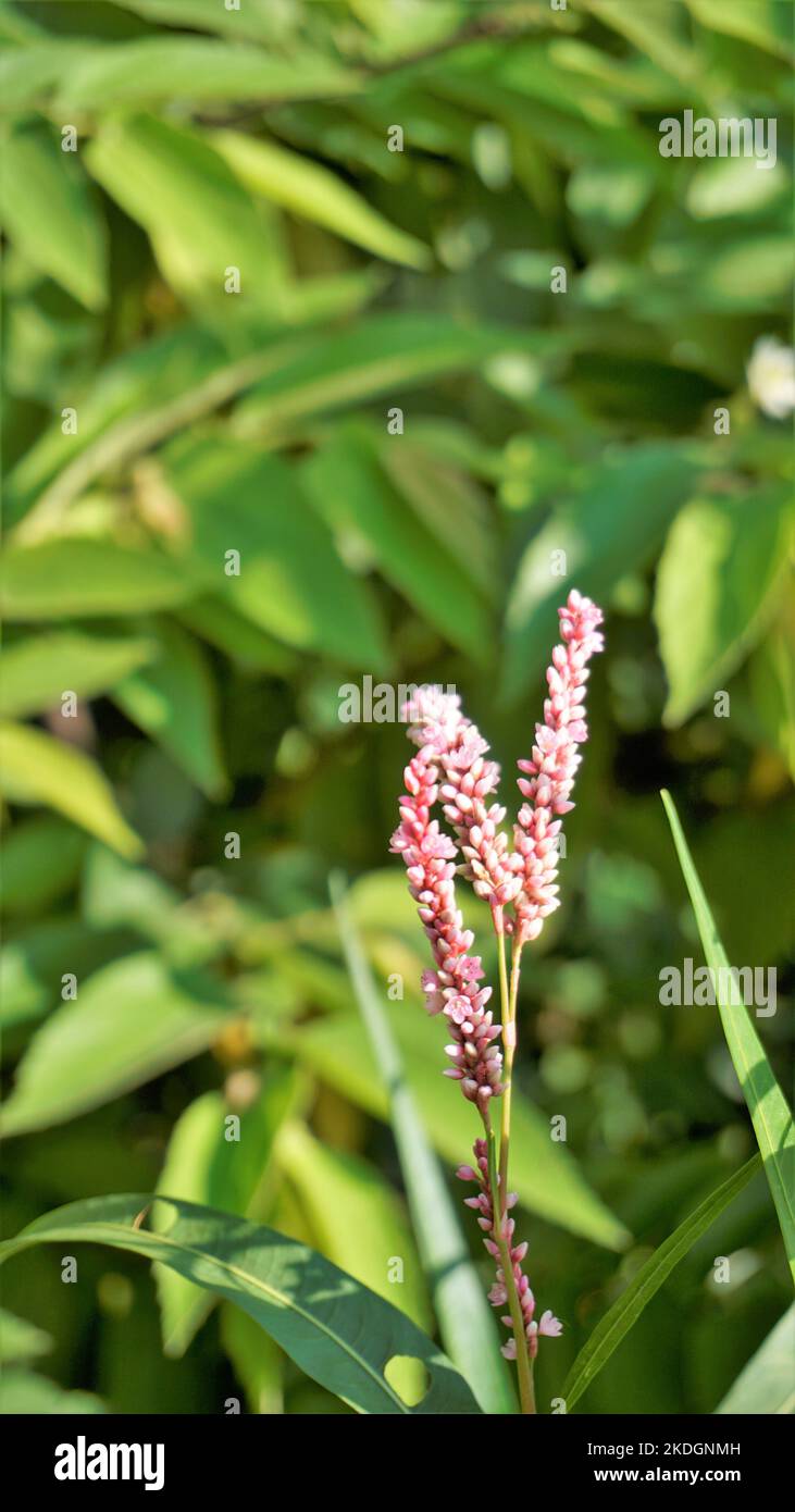 Closeup of pink flowers of Persicaria hydropiper, Polygonum hydropiper ...