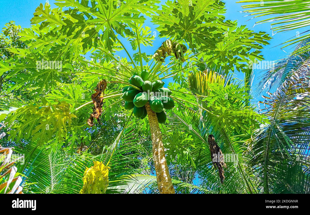 Beautiful papaya tree in tropical nature in Zicatela Puerto Escondido ...