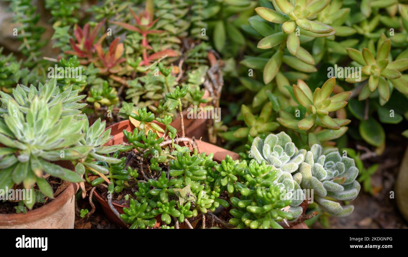 Beautiful succulents in the container garden, banner Stock Photo - Alamy